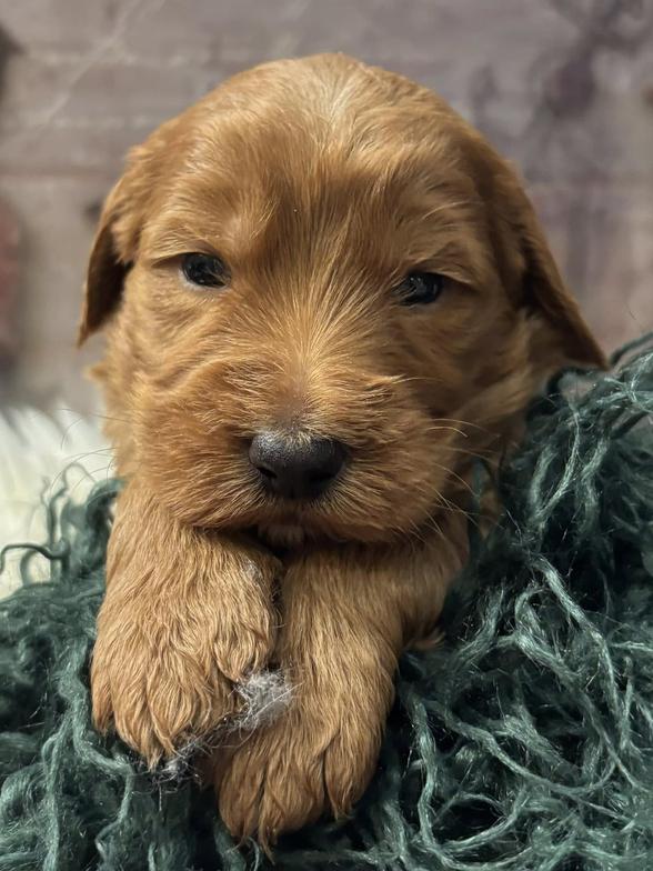 Ruby-Tuesday-s-Litter